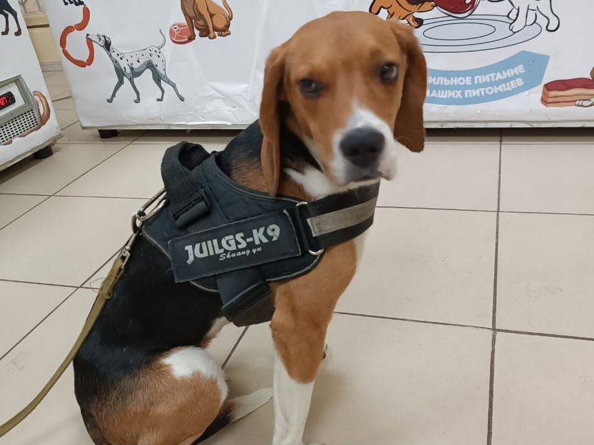 Найден Бигль Девочка