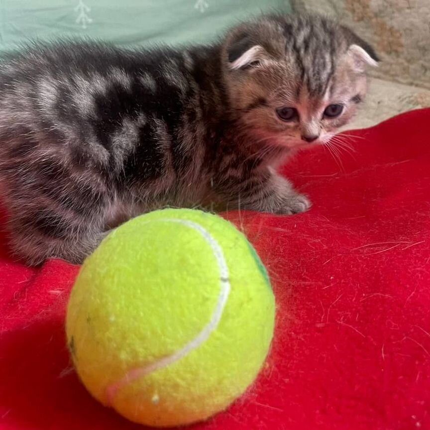 Шотландский вислоухий короткошёрстный котёнок