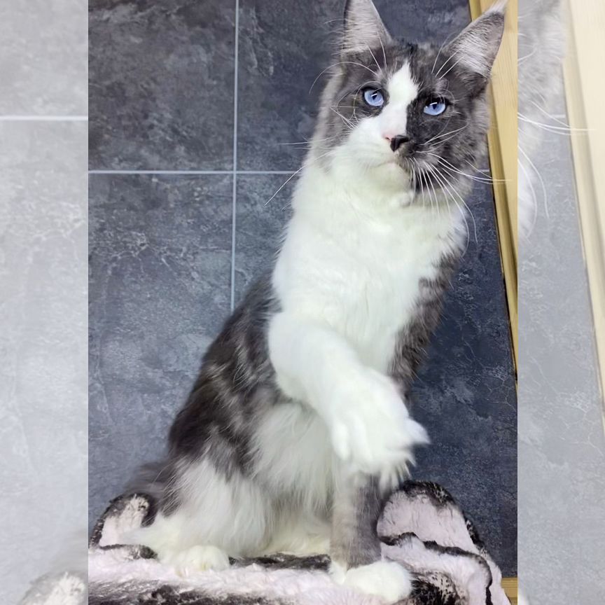 Мейн-кун котёнок