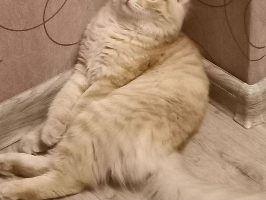 Кошка