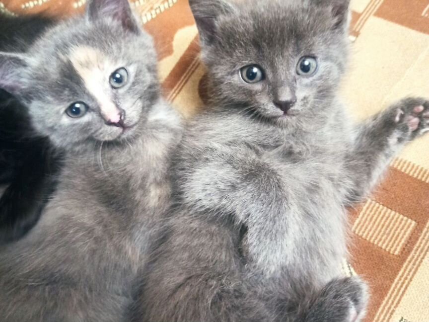 Котята в добрые руки бесплатно