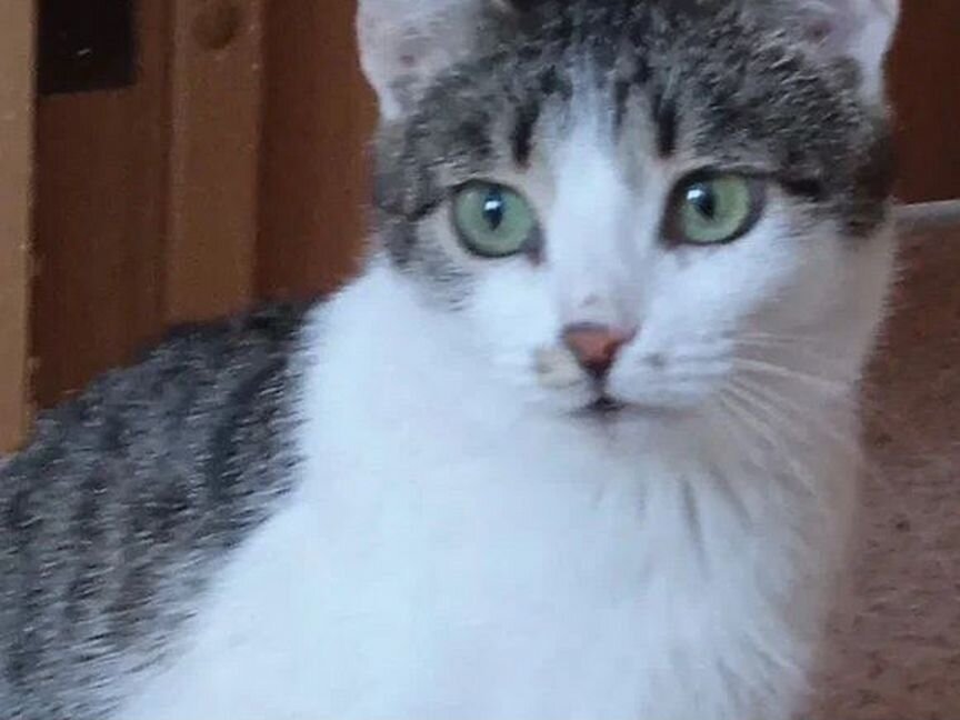 Котенок 5 мес ждет хозяина