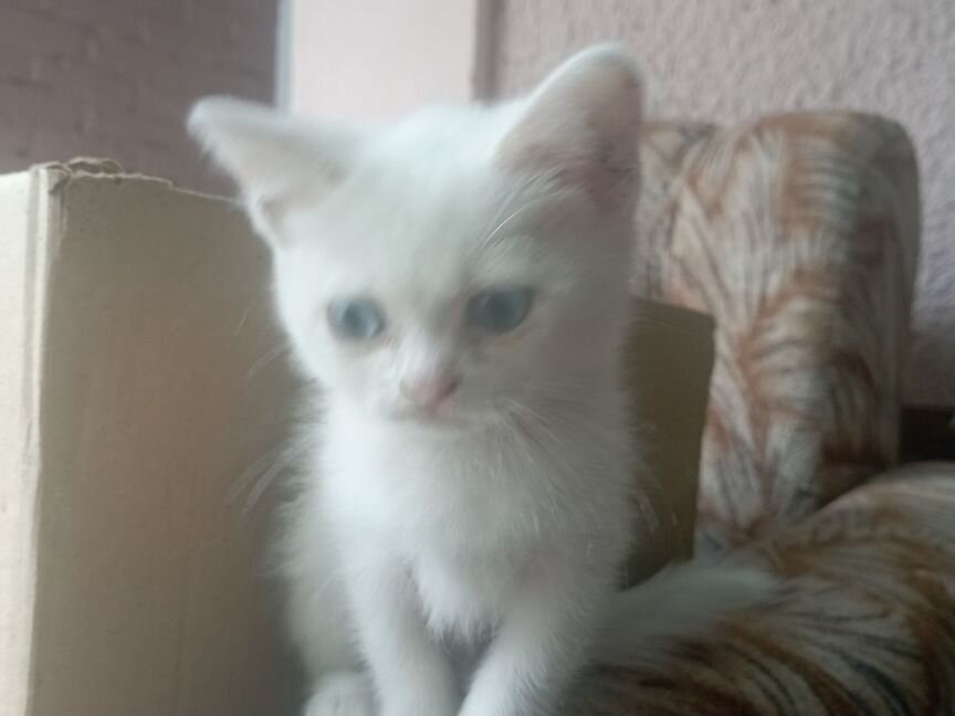 Котёнок