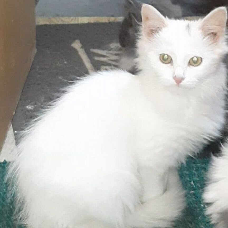Котята 3 мес. ищут дом