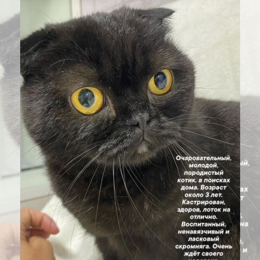 Кот шотландский вислоухий
