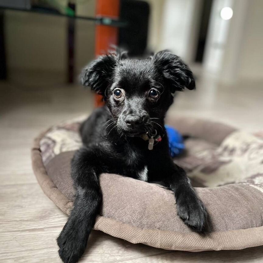 Собака в добрые руки