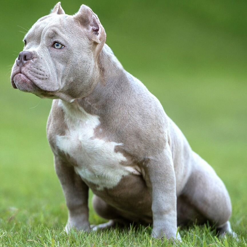 Американский булли покет лиловые девочки