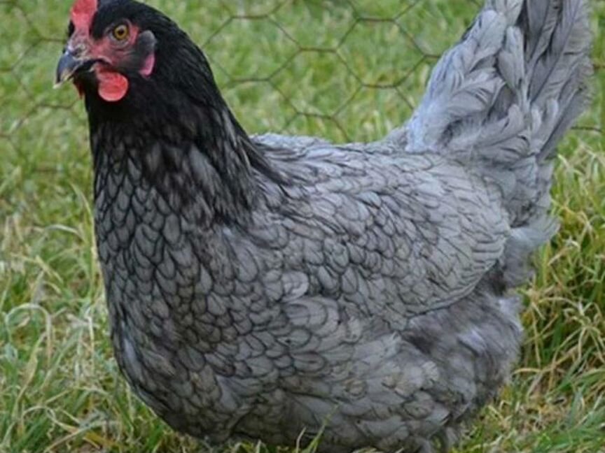 Куры породистые голубой Доминант