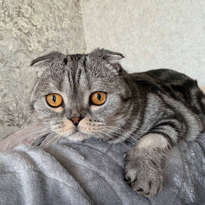 Шотландская вислоухая короткошёрстная, взрослая кошка