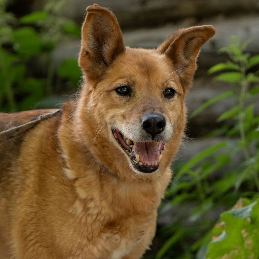 Собака в добрые руки