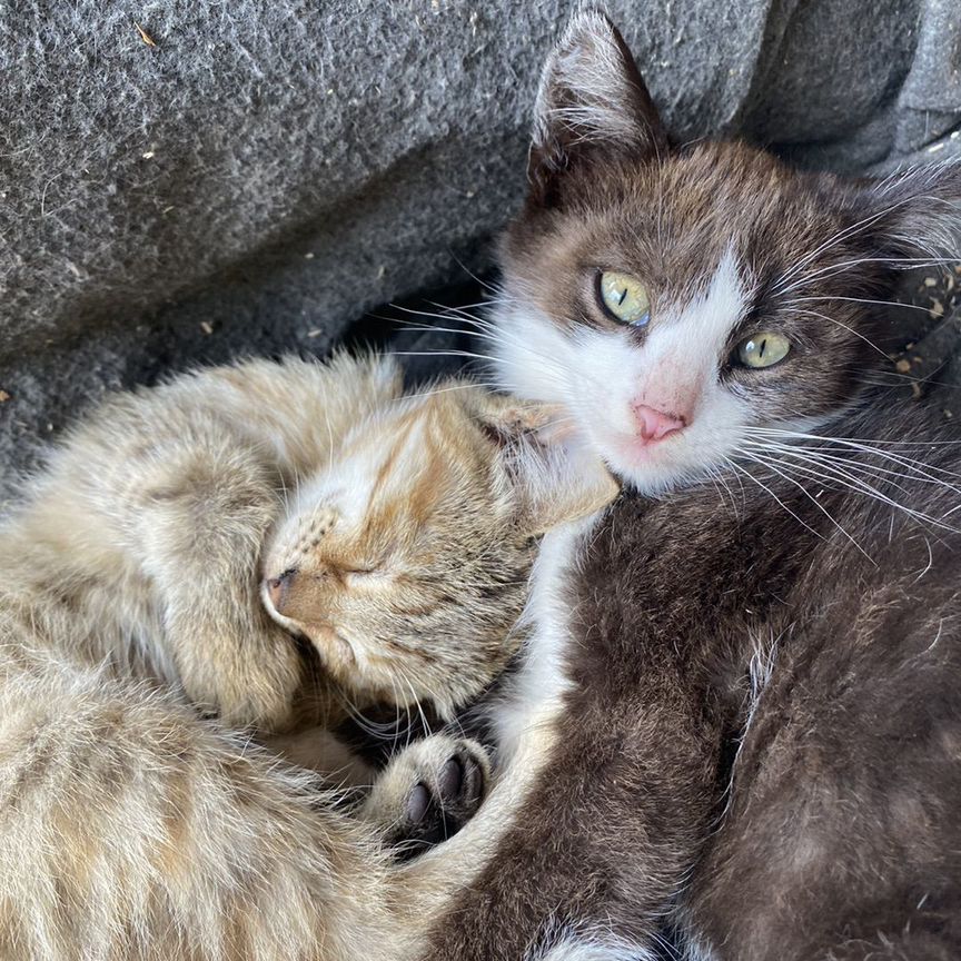 Котята ищут дом