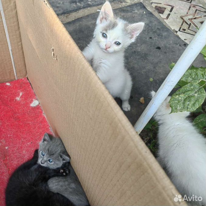 Котята очень красивые в дар