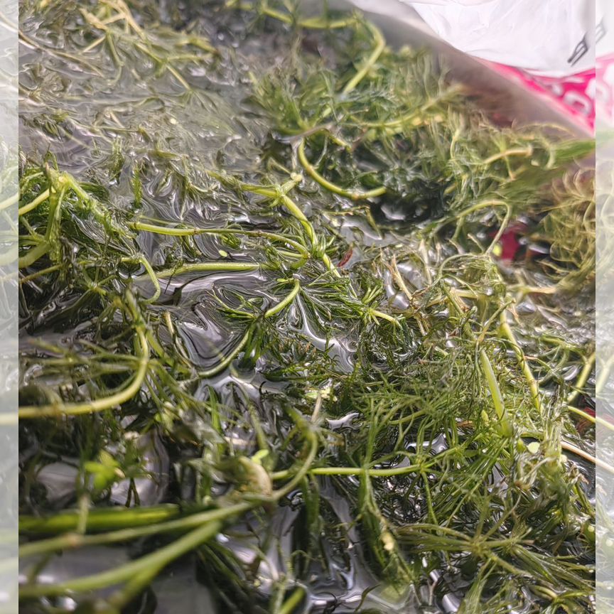 Аквариумное растение Роголистник и криптокарина