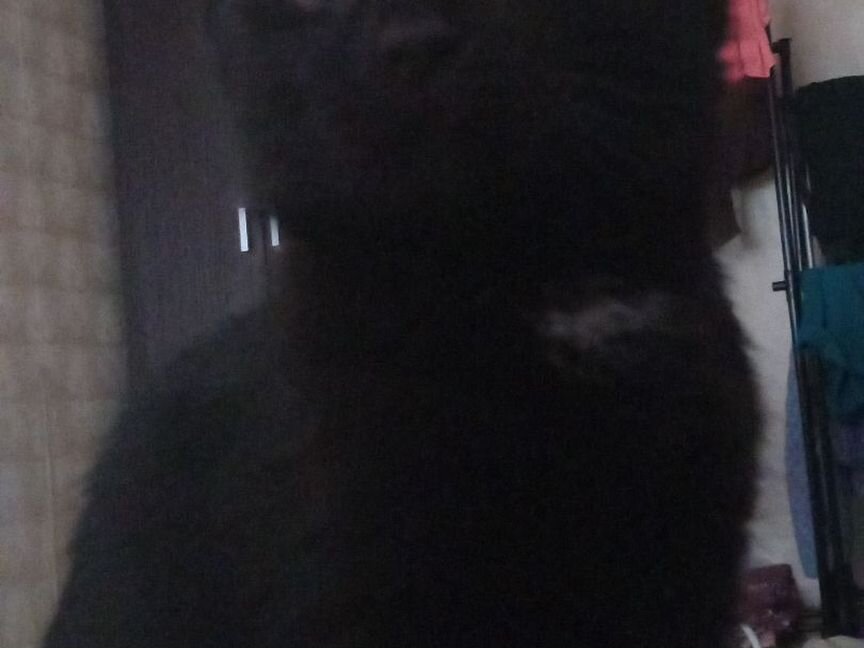 Кошка