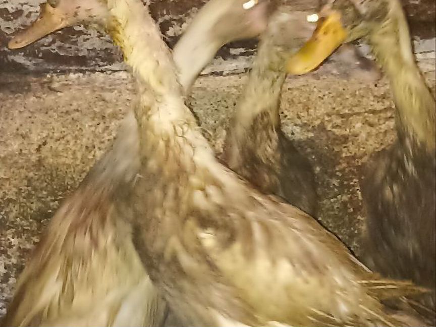 Утки бутылочные(индийский бегунок)