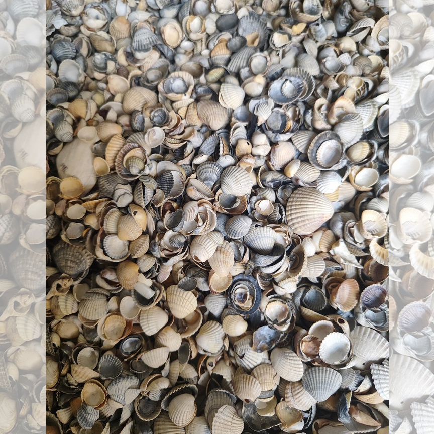 Ракушки мелкие и средние