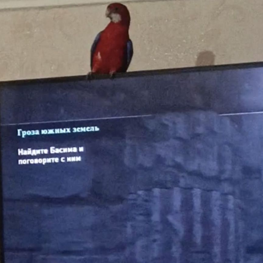 Очаровательный Попугай Розелла