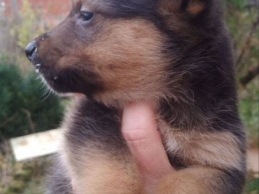 Щенок во двор