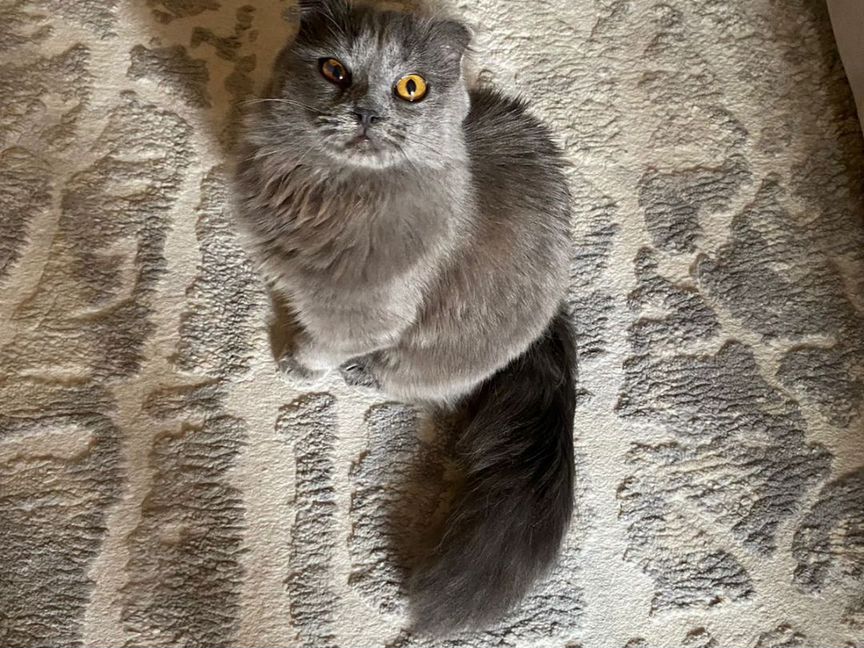 Анфисочка ищет дом