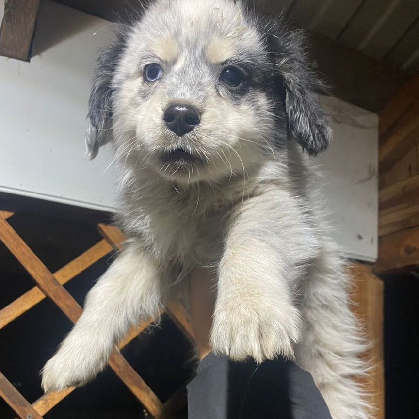 Щенок в добрые руки