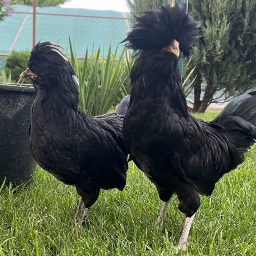 Петух падуан