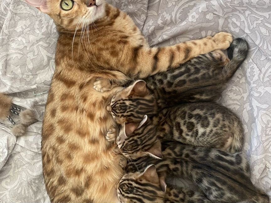 Бенгальские котята