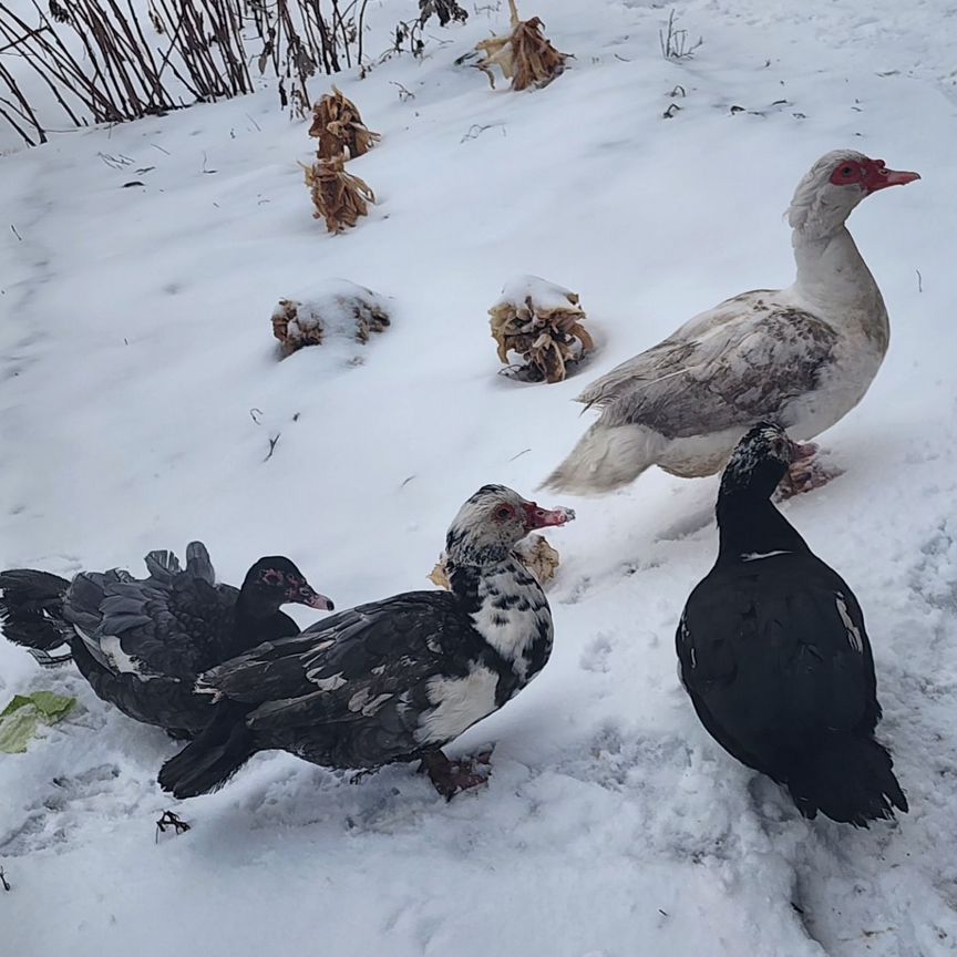 Утки тяжелой линии