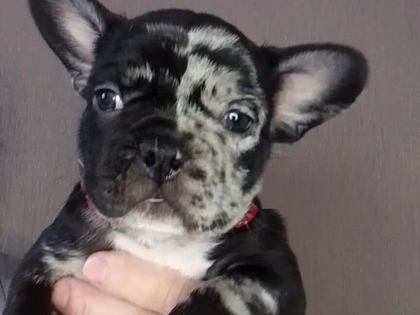 Шикардосик