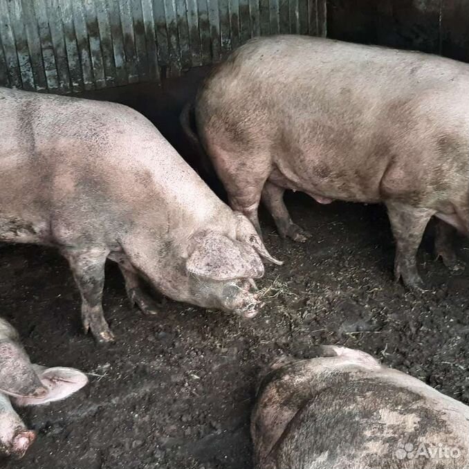 Свиньи живым весом