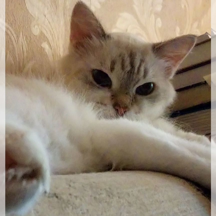 Кошка в дар бесплатно хорошему человеку