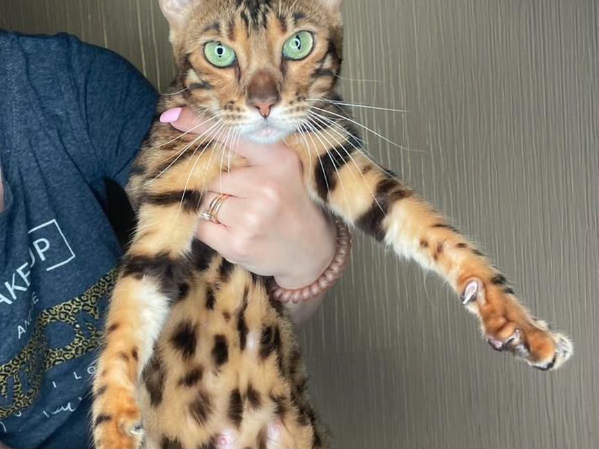 Бенгальская кошка