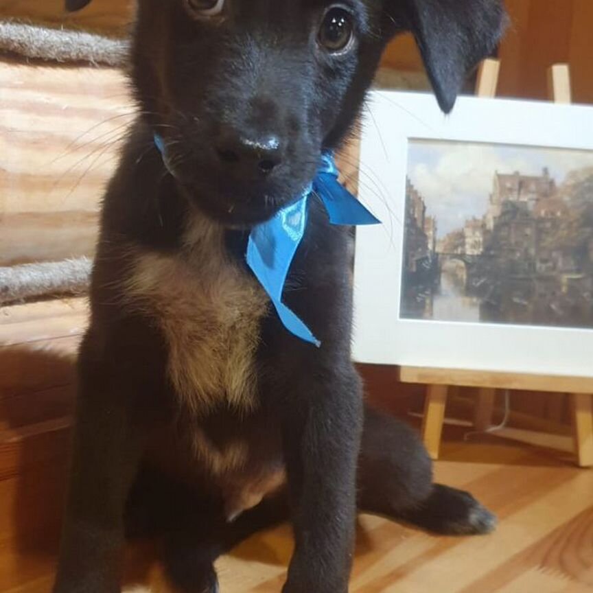 Щенок в добрые руки бесплатно
