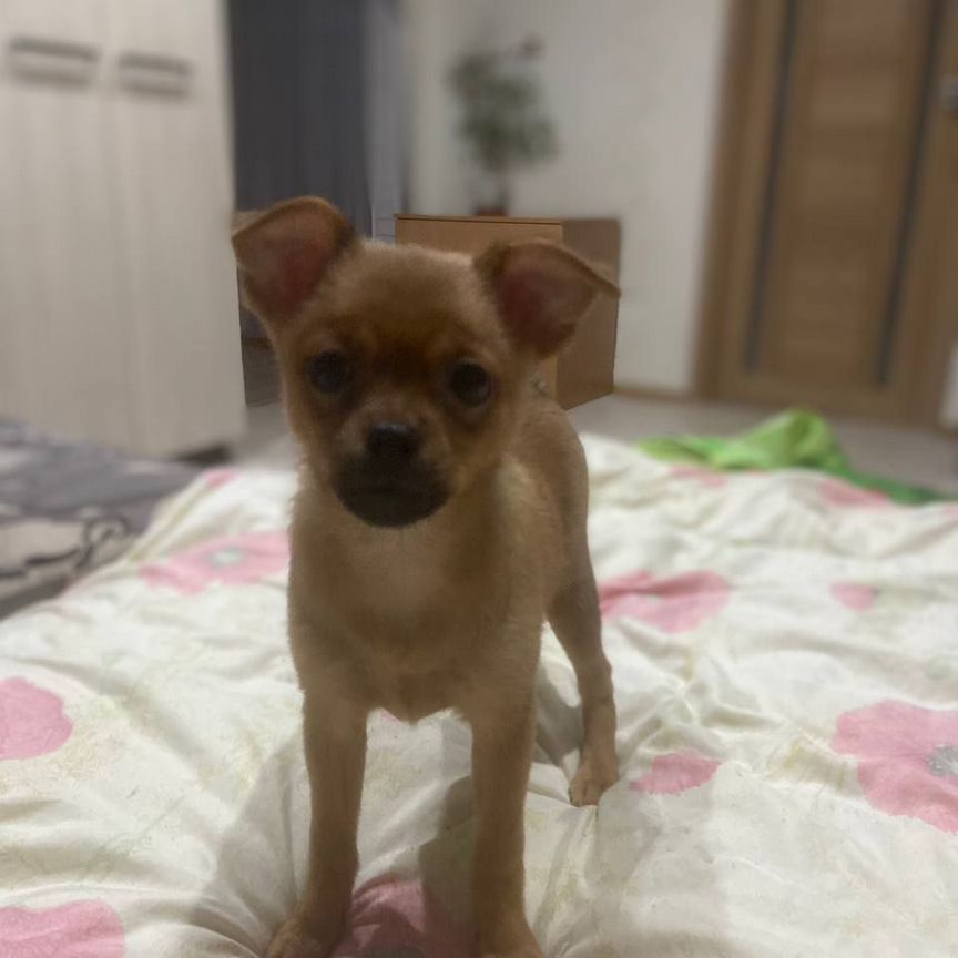 Грифон с помесью шпица