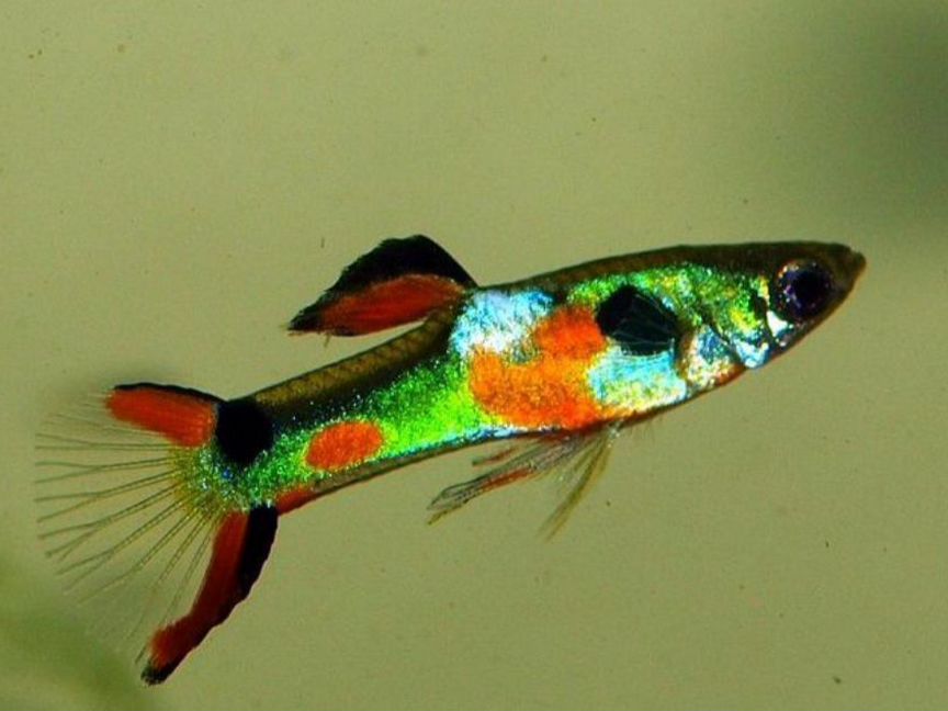 Гуппи Эндлера (Самец)