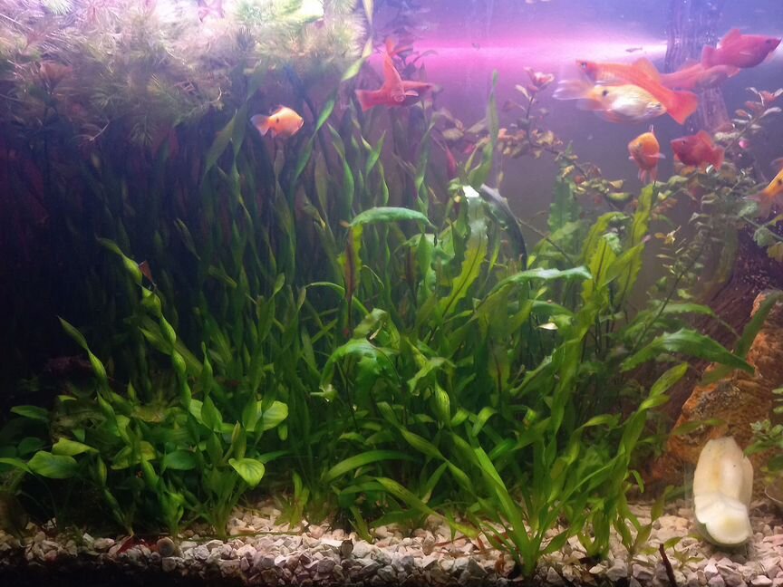 Аквариумное растение