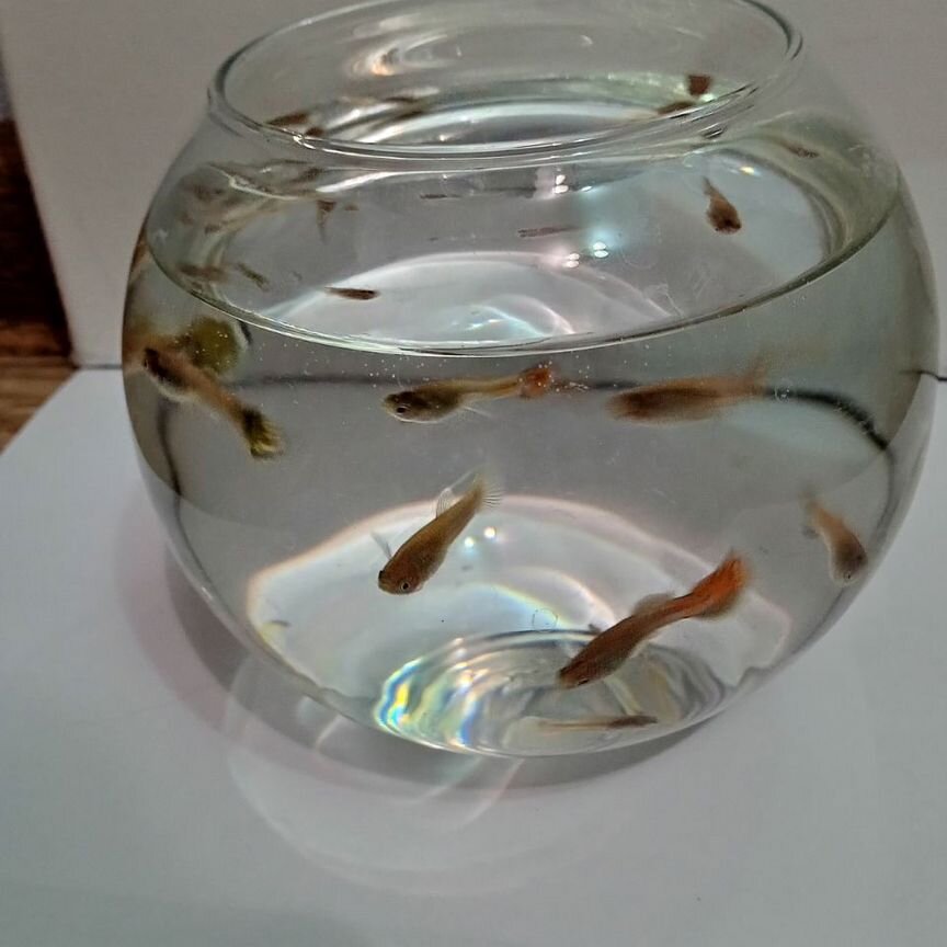 Мальки гуппи