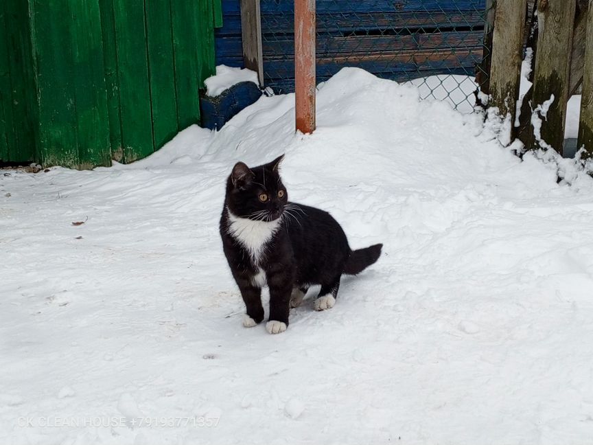 Котята мальчики