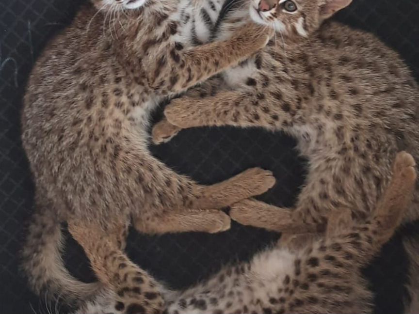 Оцикет котята