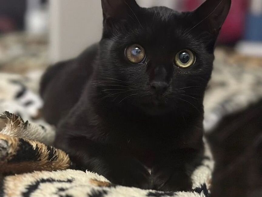 Кошка Кася в добрые руки, 5 месяцев