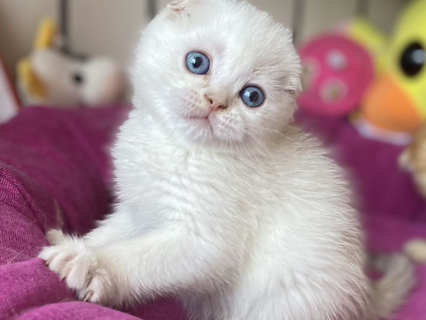 Серебристая шиншилла -котик Марио