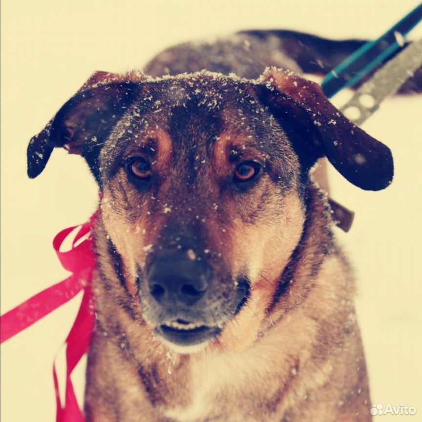 Август из приюта Некрасовка в добрые руки