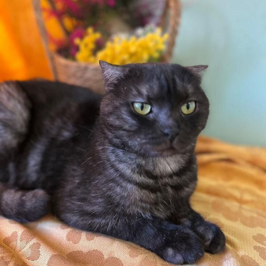 Кошечка котенок Каролина