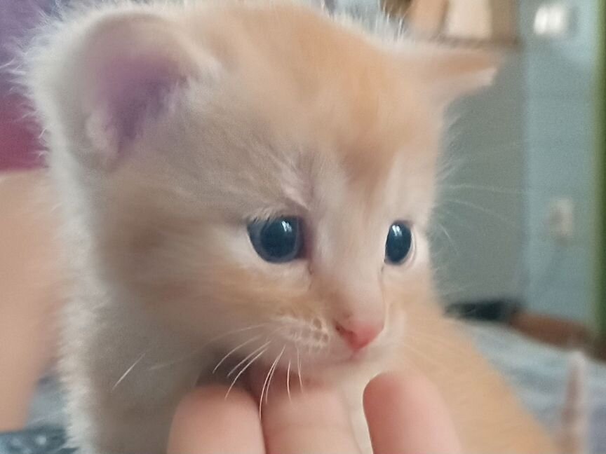 Котята от кошки крысоловки