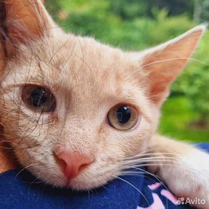 Необычайно ласковый малыш из приюта ищет котомаму