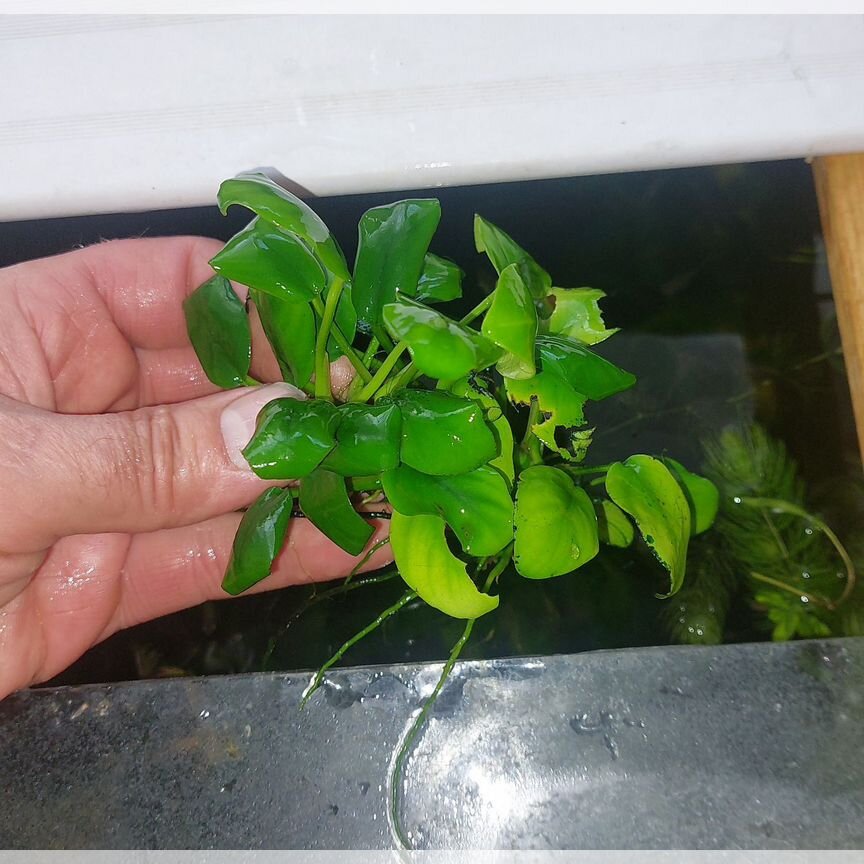 Анубиас в аквариум