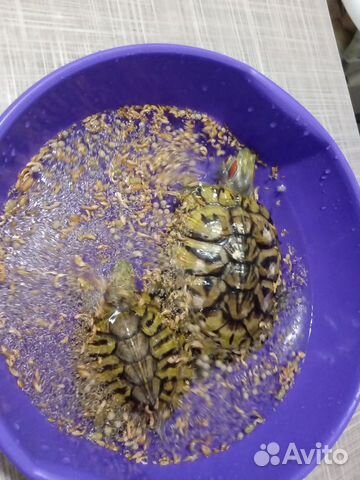 Красноухая черепаха бесплатно