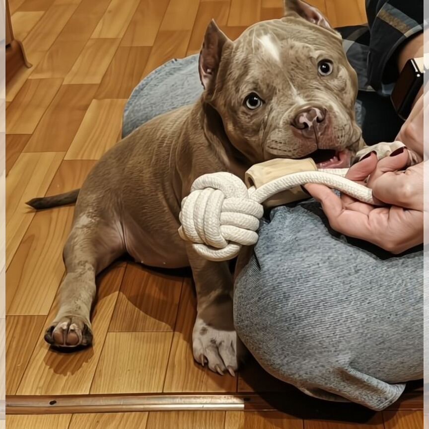 Американский булли, щенок