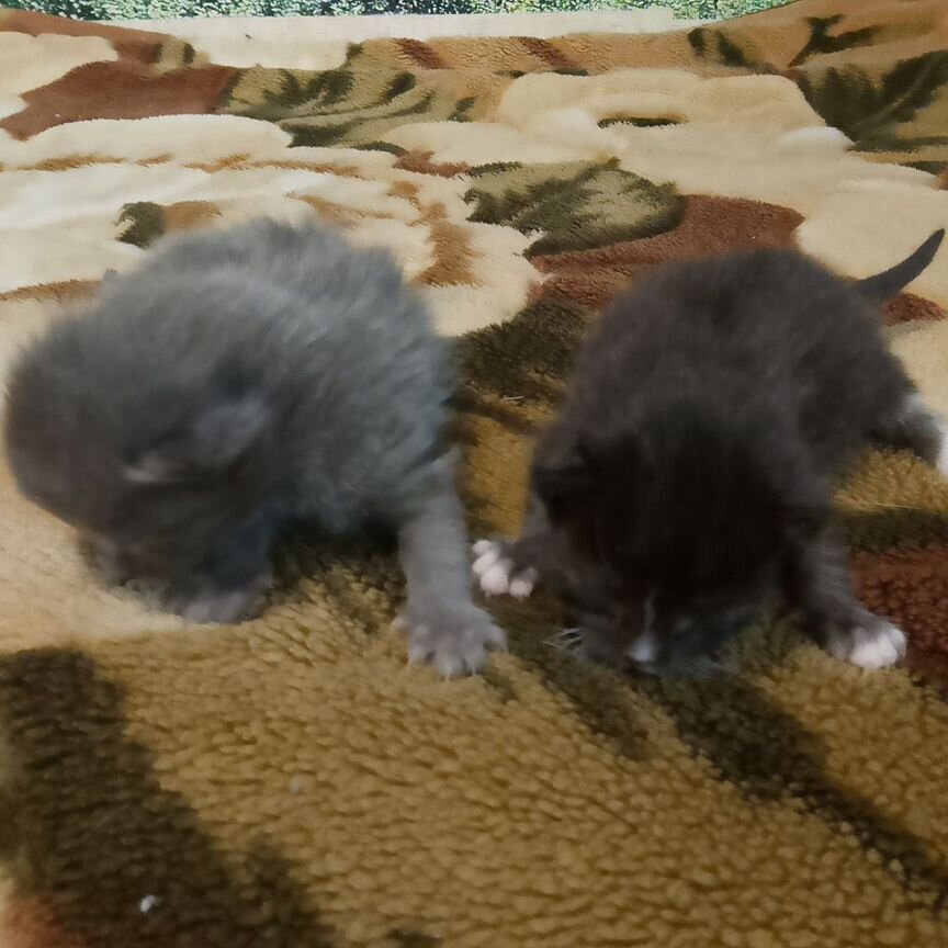 Котята. Чёрный бронь