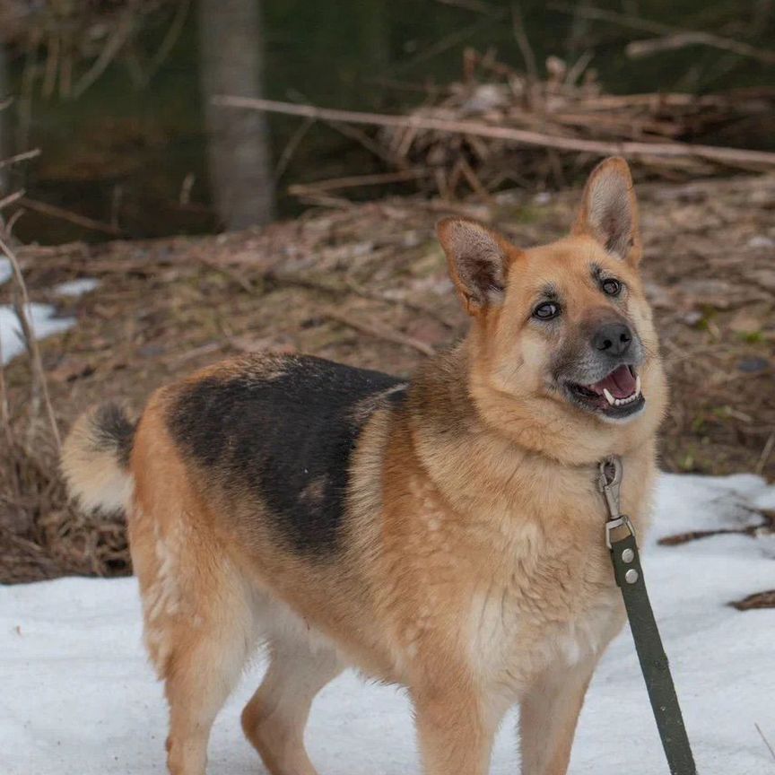 Идеальная собака для семьи Норка
