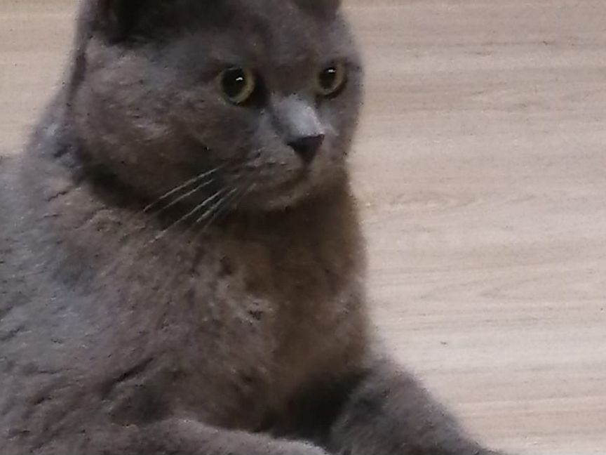 Русский голубой котик, настоящий Чеширский кот